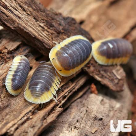 Blue Lemon Isopods (Cubaris Sp. Blue Lemon) For Sale - Underground Reptiles