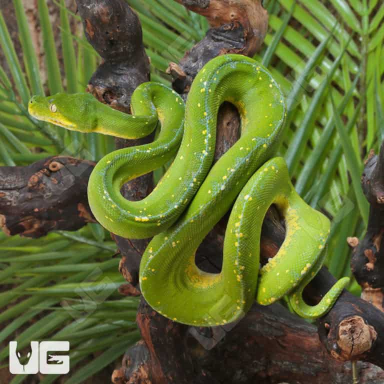 Green Tree Pythons For Sale - Underground Reptiles