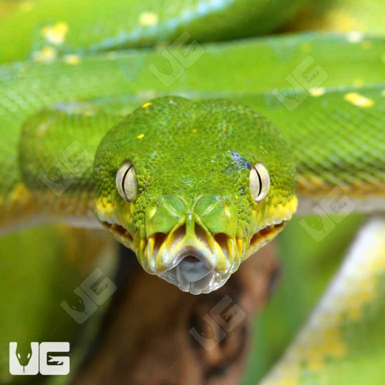 Green Tree Pythons For Sale - Underground Reptiles