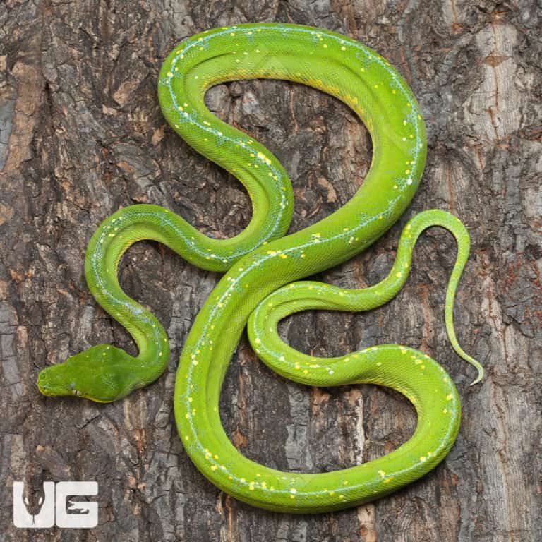 Baby Jayapura Green Tree Python For Sale - Underground Reptiles