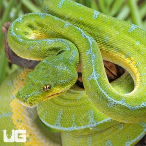 Green Tree Pythons For Sale - Underground Reptiles