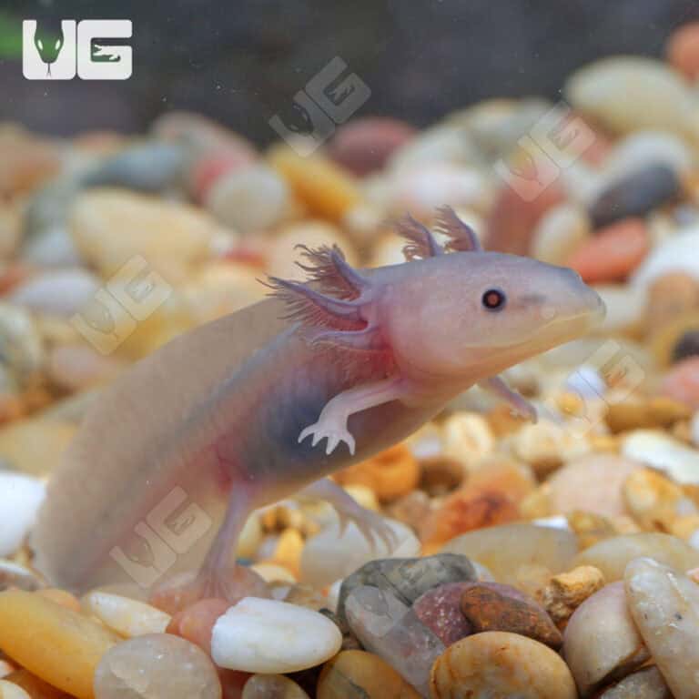 Axolotls For Sale - Underground Reptiles
