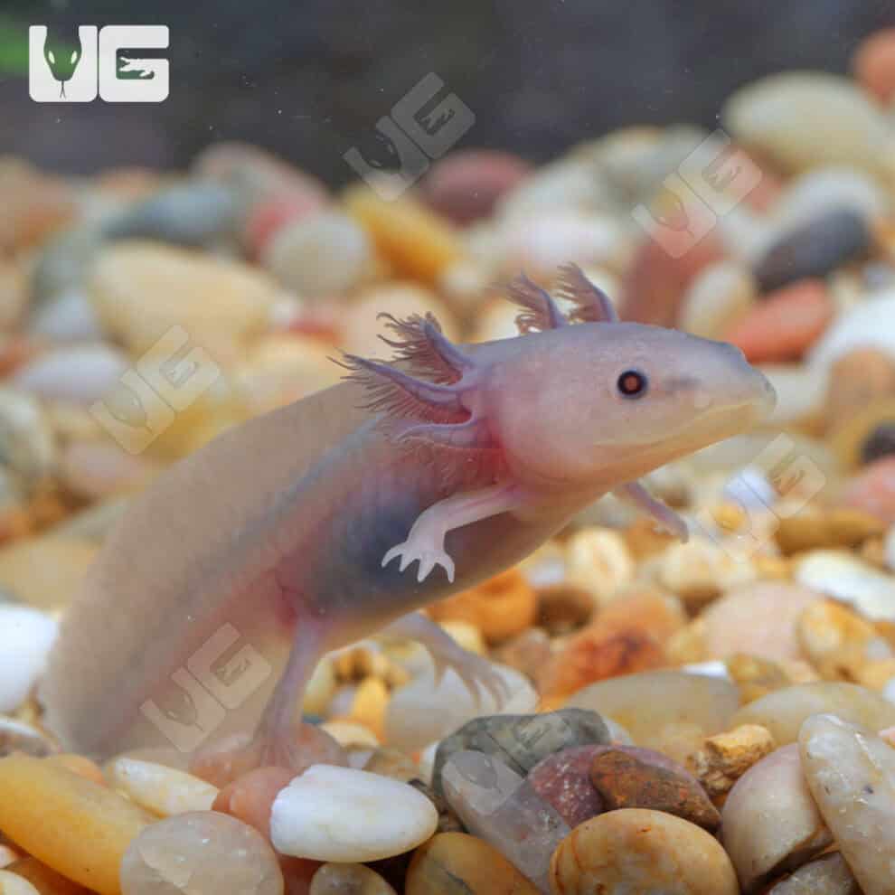 Axolotls For Sale - Underground Reptiles