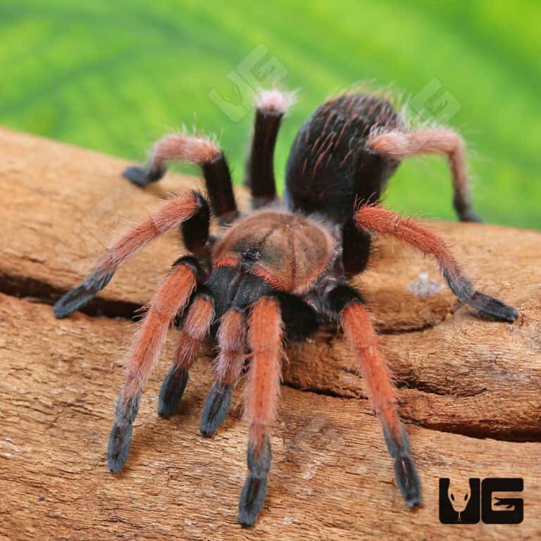 Mexican Bloodleg Tarantula (Aphonopelma bicoloratum) For Sale ...