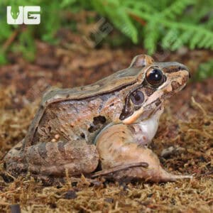 Mountain Chicken Frog (Leptodactylus fallax) For Sale - Underground ...