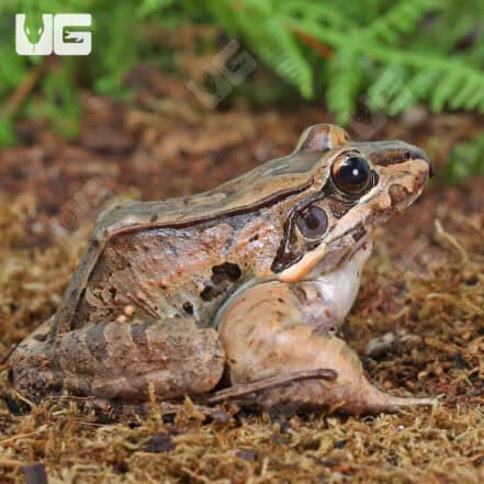 Mountain Chicken Frog (Leptodactylus fallax) For Sale - Underground ...