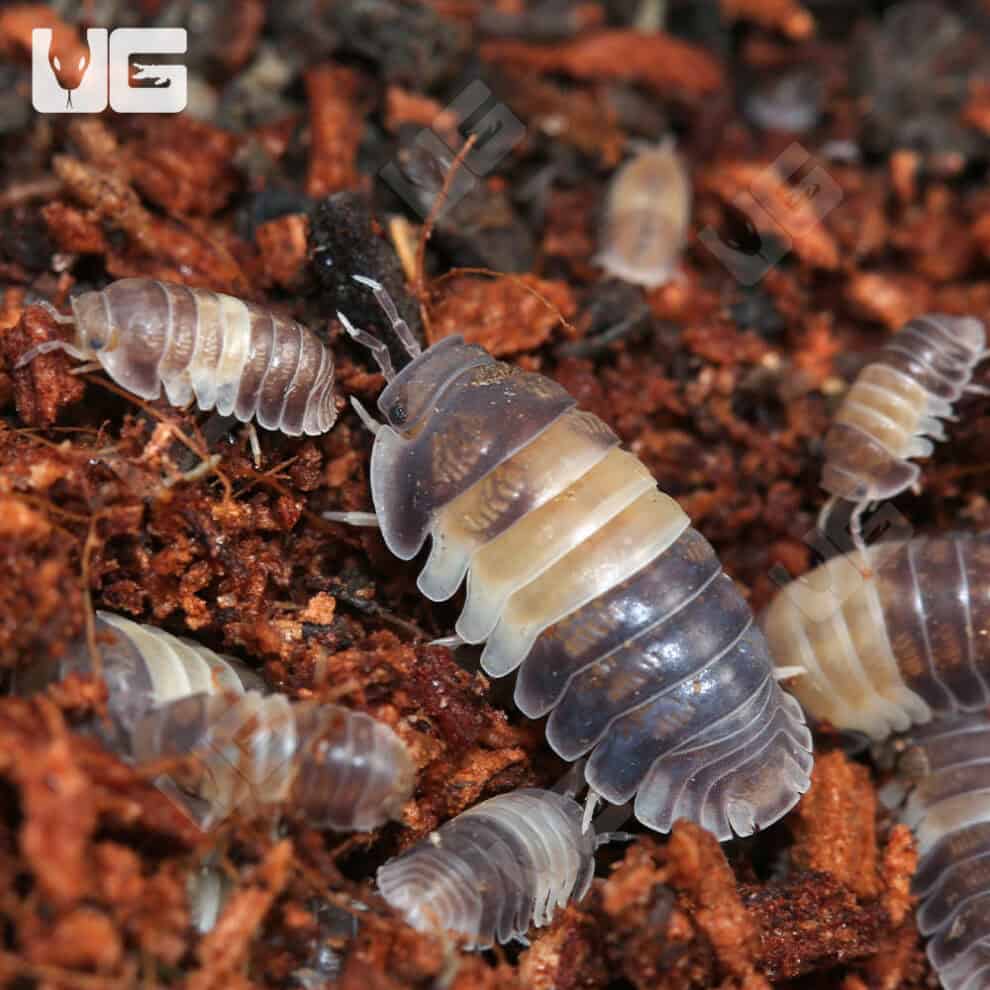 New Reptiles & Amphibians - Underground Reptiles