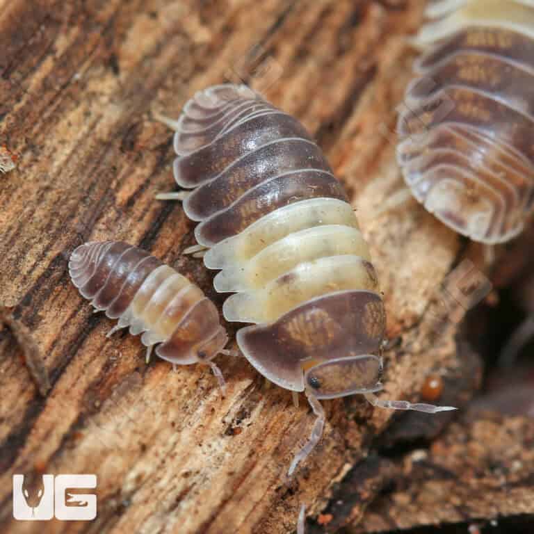 Panda King Isopods (Cubaris Murina) For Sale - Underground Reptiles