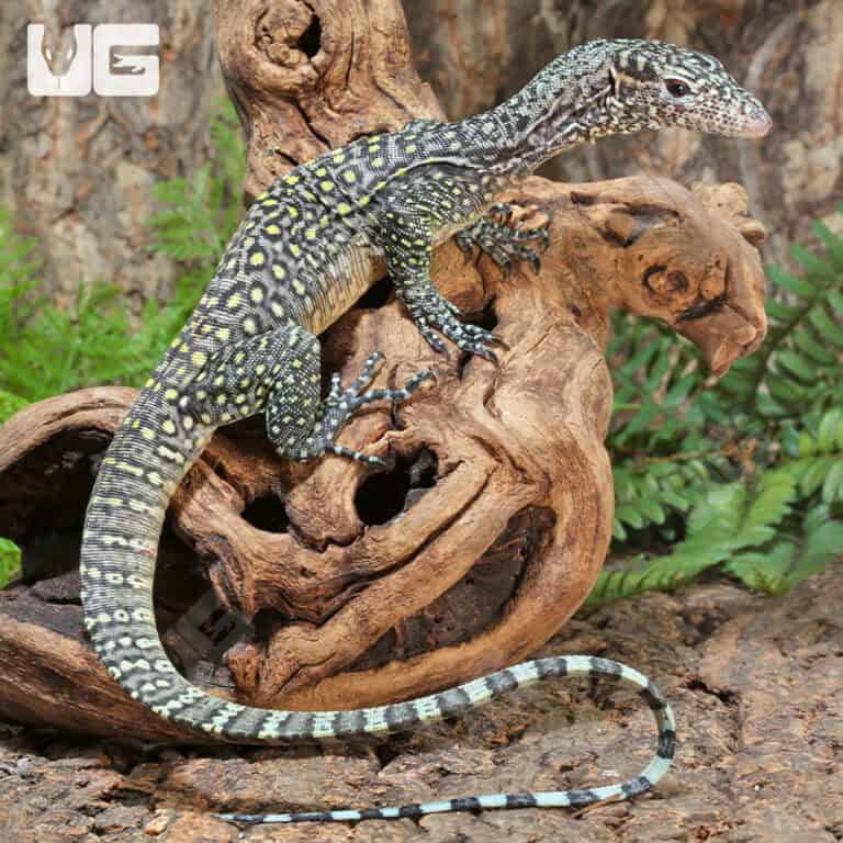 Jayapura Pastel Blue Tail Monitor For Sale - Underground Reptiles