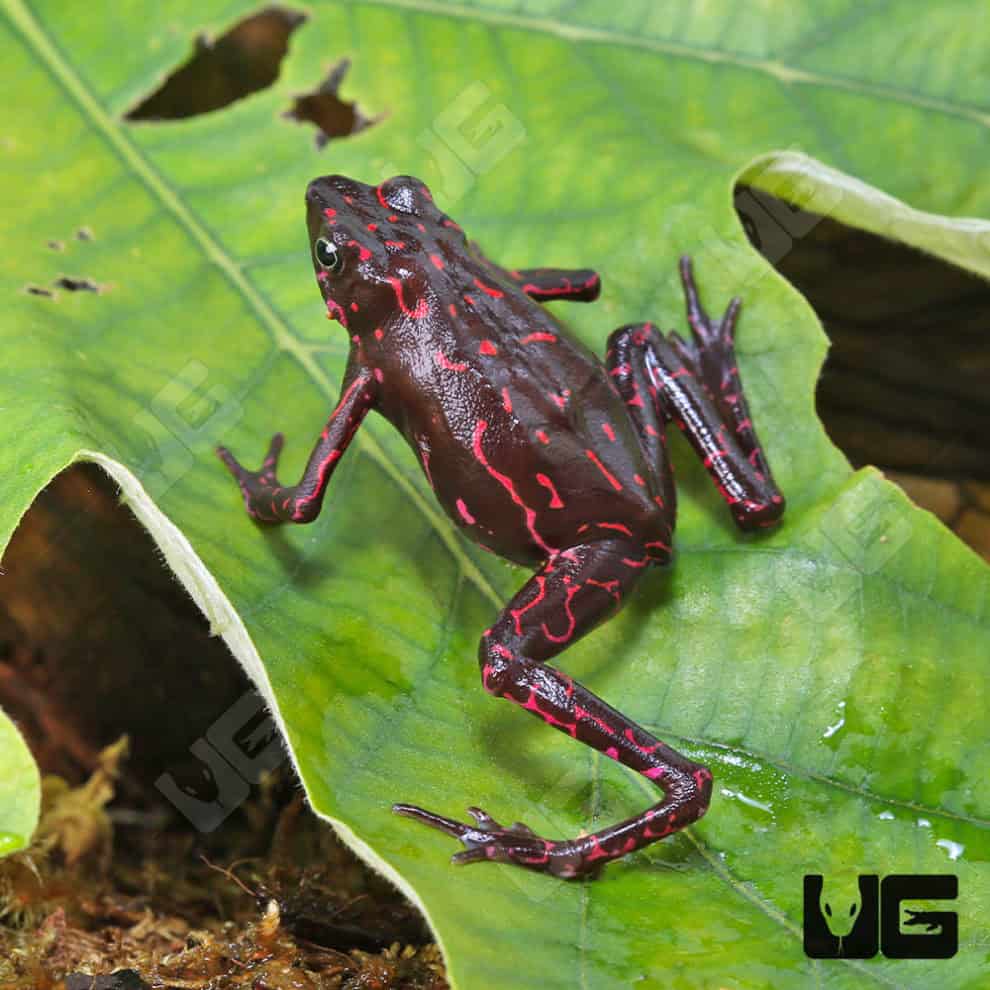 Purple Harlequin Toad For Sale - Underground Reptiles