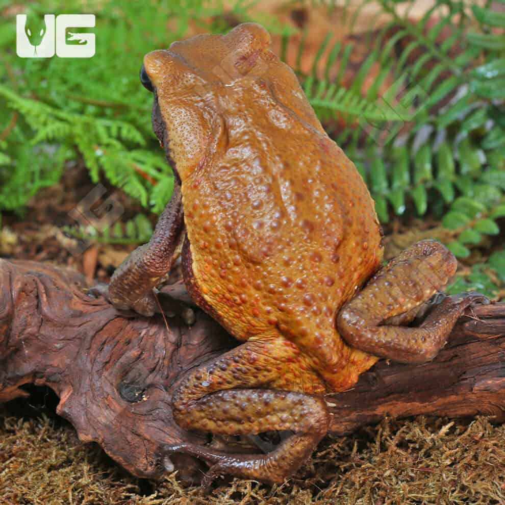 Smooth Sided Toads For Sale - Underground Reptiles