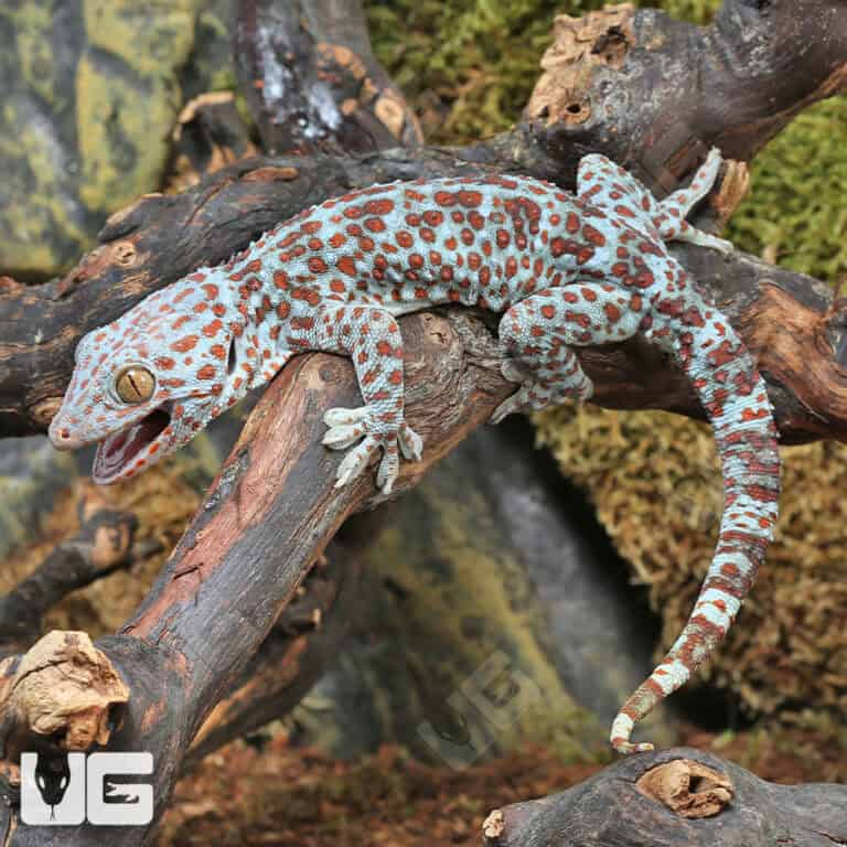Striped Tokay Geckos For Sale - Underground Reptiles