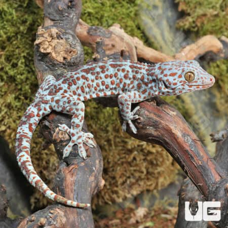 Striped Tokay Geckos For Sale - Underground Reptiles