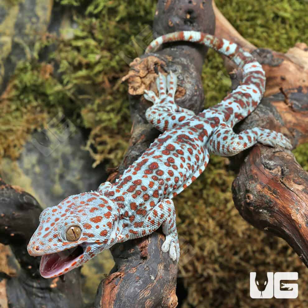 Striped Tokay Geckos For Sale - Underground Reptiles