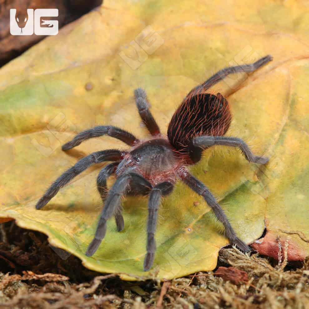 Veracruz Red Rump Tarantula (Tlitocatl kahlenbergi) For Sale ...