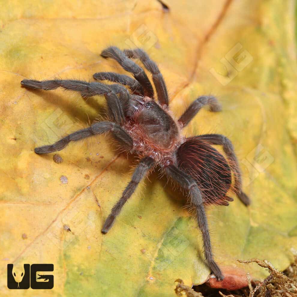 Veracruz Red Rump Tarantula (Tlitocatl kahlenbergi) For Sale ...