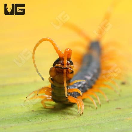 Centipedes, Millipedes and More For Sale - Underground Reptiles