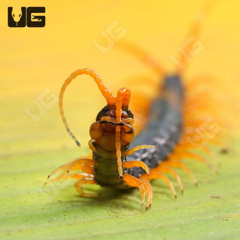 Centipedes, Millipedes and More For Sale - Underground Reptiles