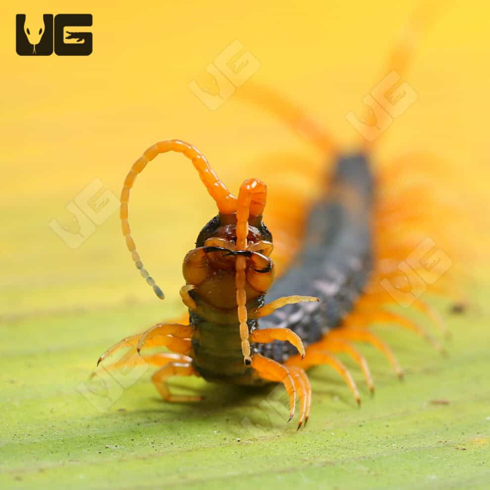 Centipedes, Millipedes and More For Sale - Underground Reptiles