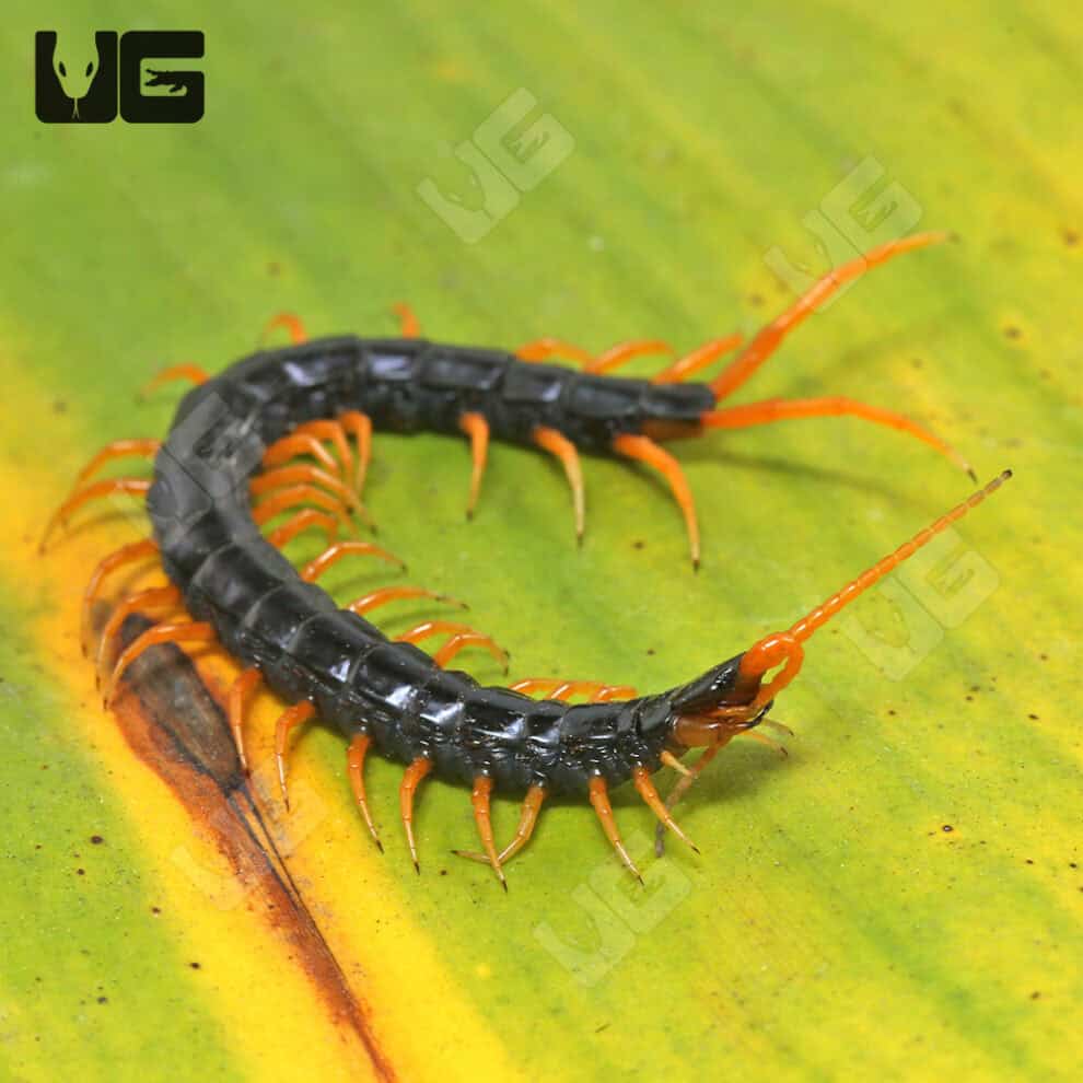 Waterfall Centipede (Scolopendra Cataracta) For Sale - Underground Reptiles