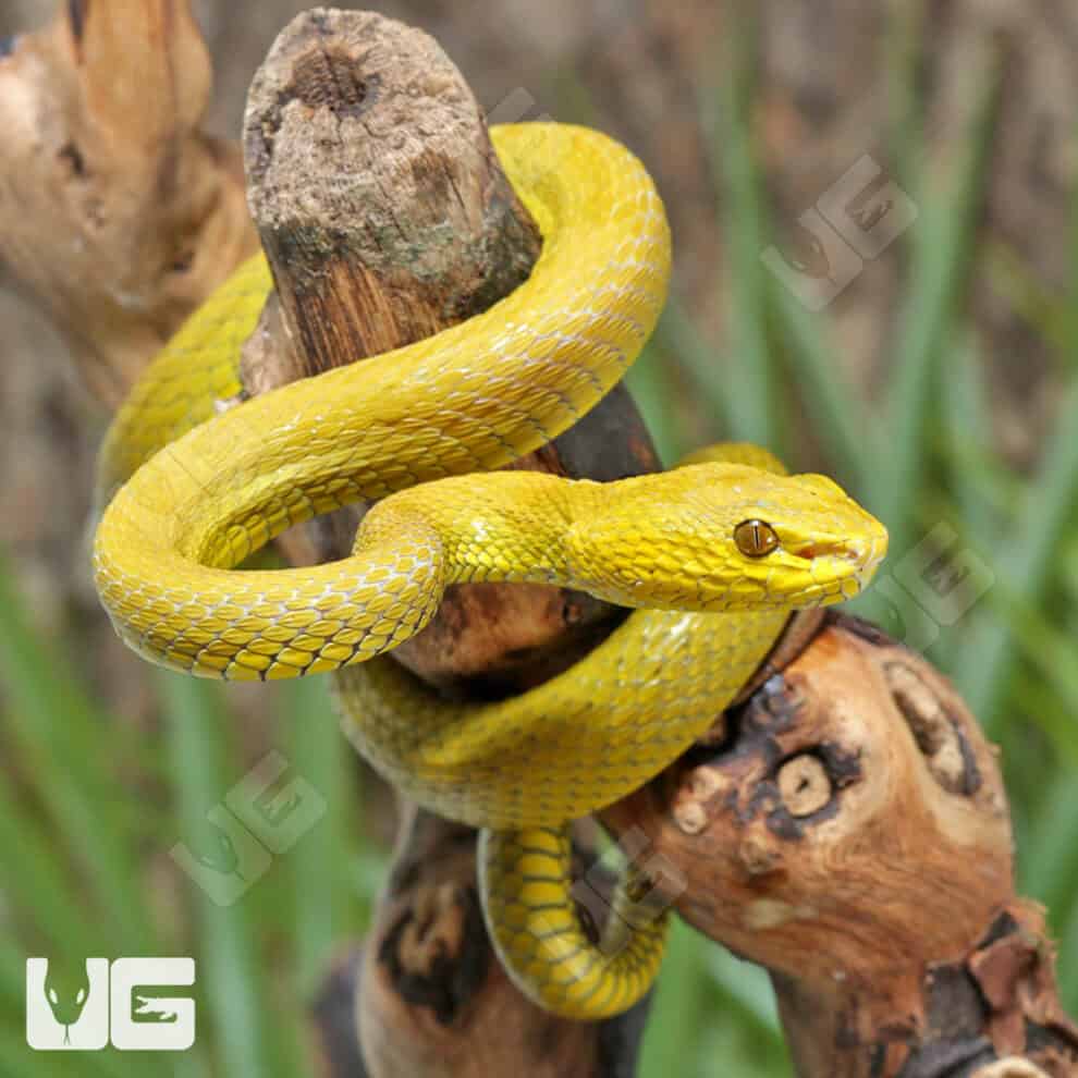 Yellow Wetar Island Pit Viper (Trimeresurus insularis) For Sale ...