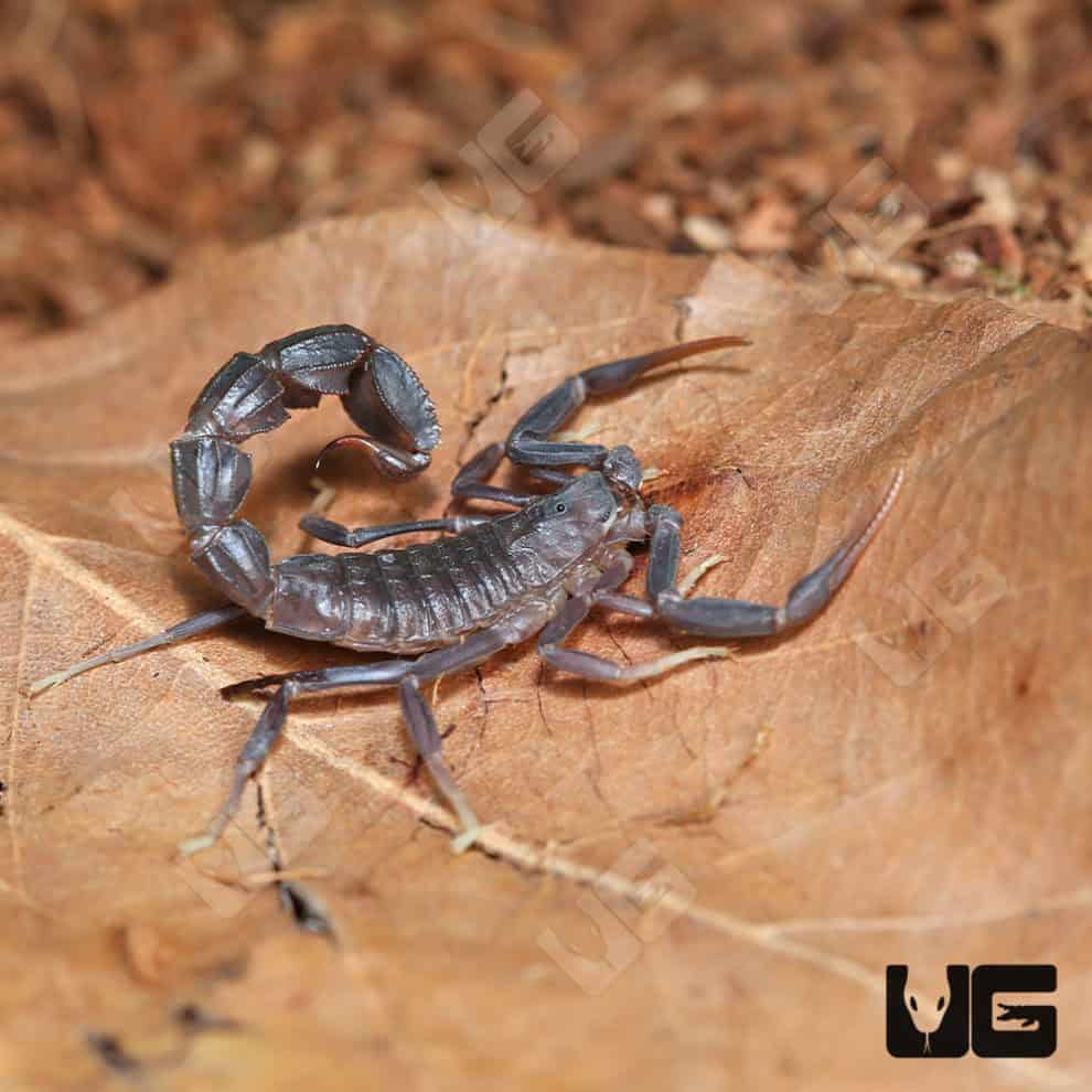 Arabian Fat Tail Scorpion (Androctonus Crassicauda) For Sale ...