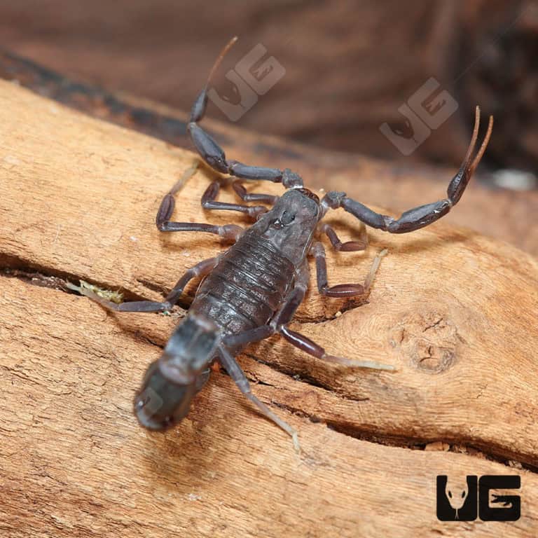 Arabian Fat Tail Scorpion (Androctonus Crassicauda) For Sale ...