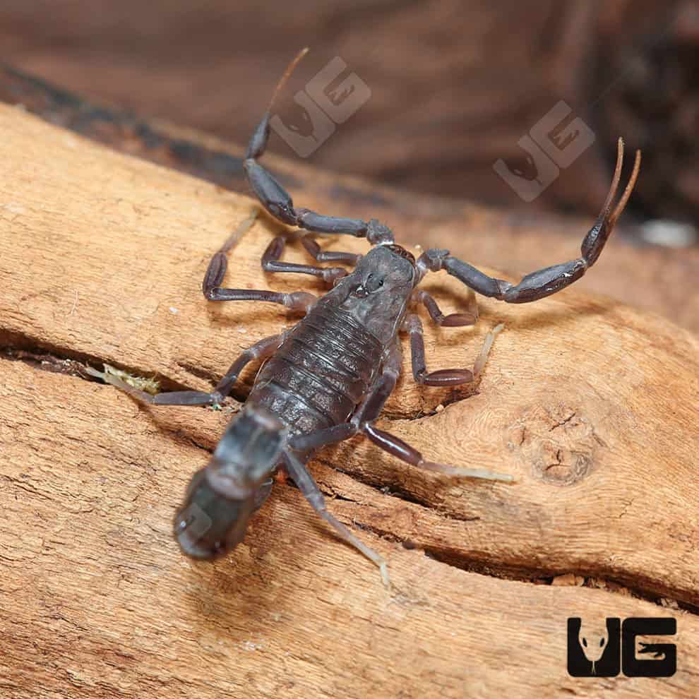 Arabian Fat Tail Scorpion (Androctonus Crassicauda) For Sale ...