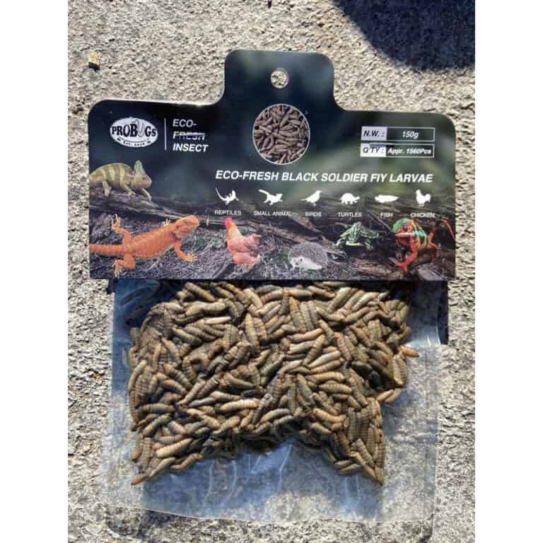 ProBugs Eco-Fresh Black Soldier Fly Larvae - Underground Reptiles