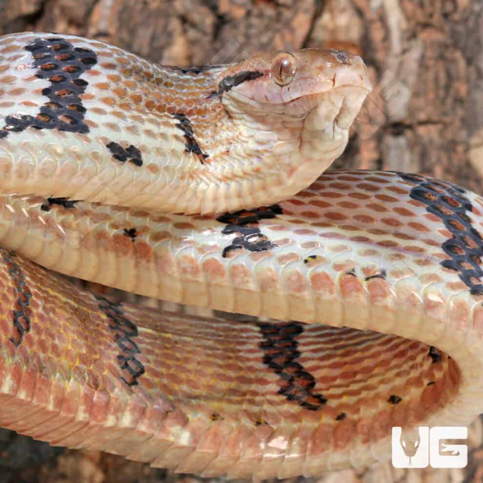 Adult Dog Toothed Cat Snakes For Sale - Underground Reptiles