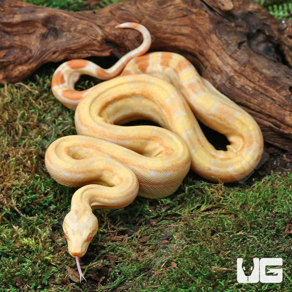 Female Aztec Pos Super Sharp Sunglow (Blue Line) Boa #B13 For Sale ...