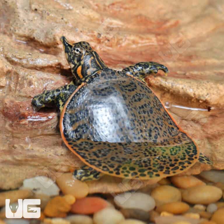Baby Leopard Softshell Turtles (Apalone ferox X Spinifera) For Sale ...