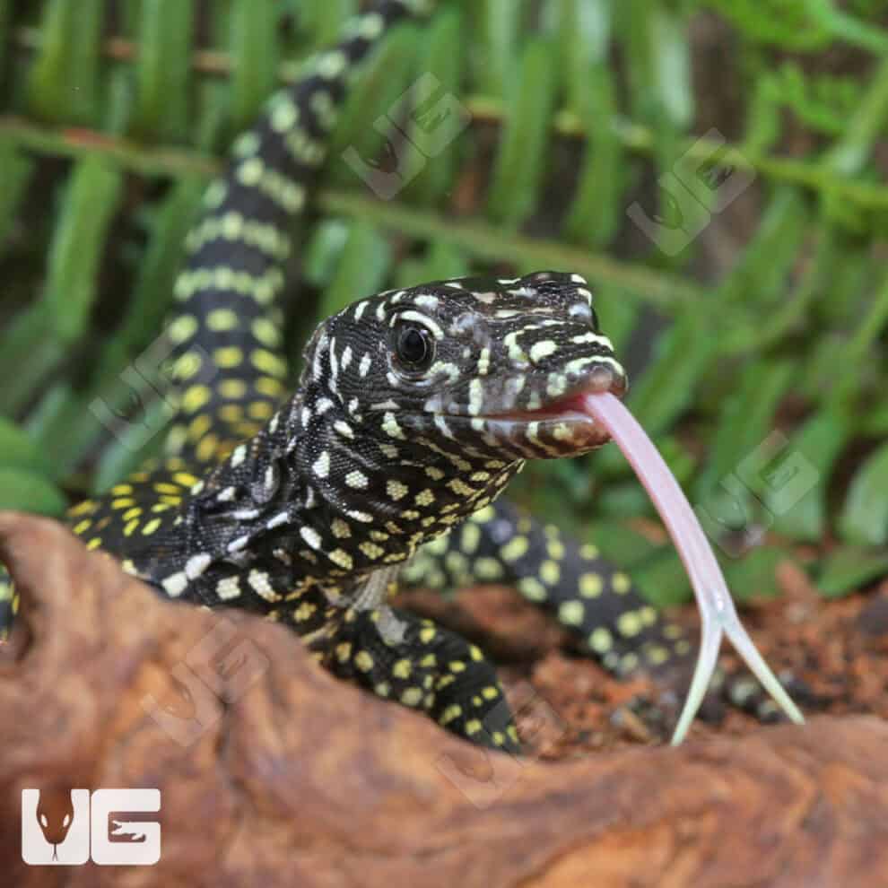 Baby Jayapura Pastel Blue Tail Monitor For Sale - Underground Reptiles