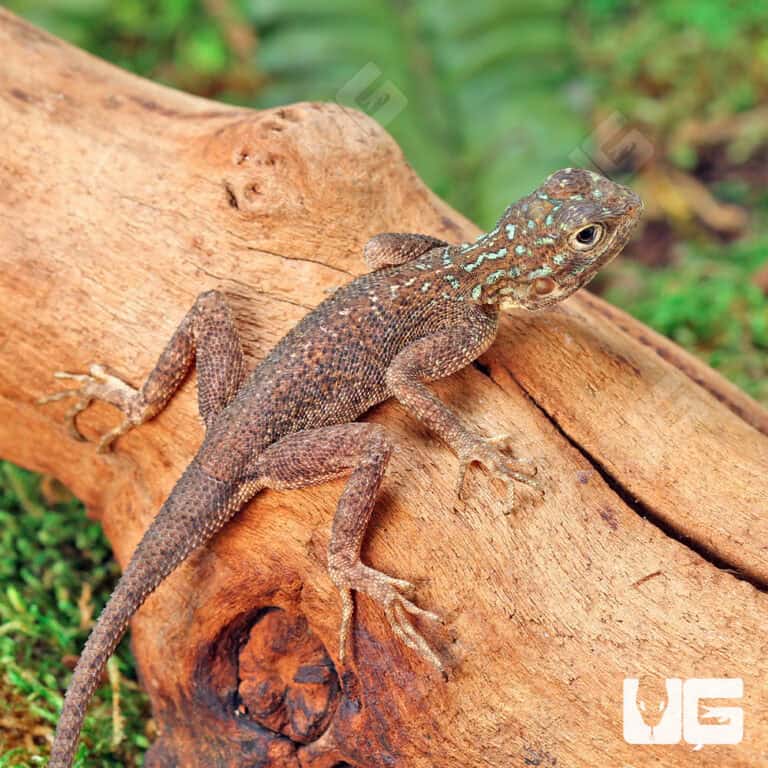 Baby Red Headed Agamas (Agama agama) For Sale - Underground Reptiles