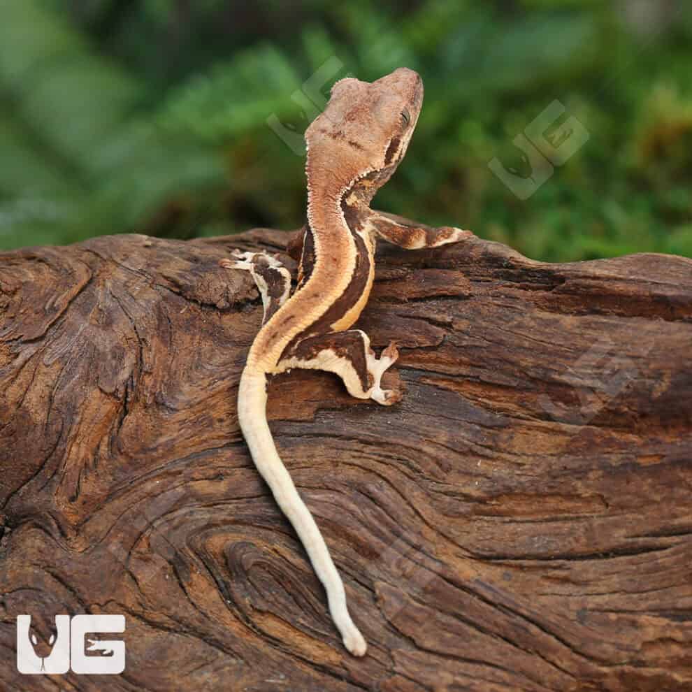 Baby Lilly White Crested Geckos For Sale - Underground Reptiles