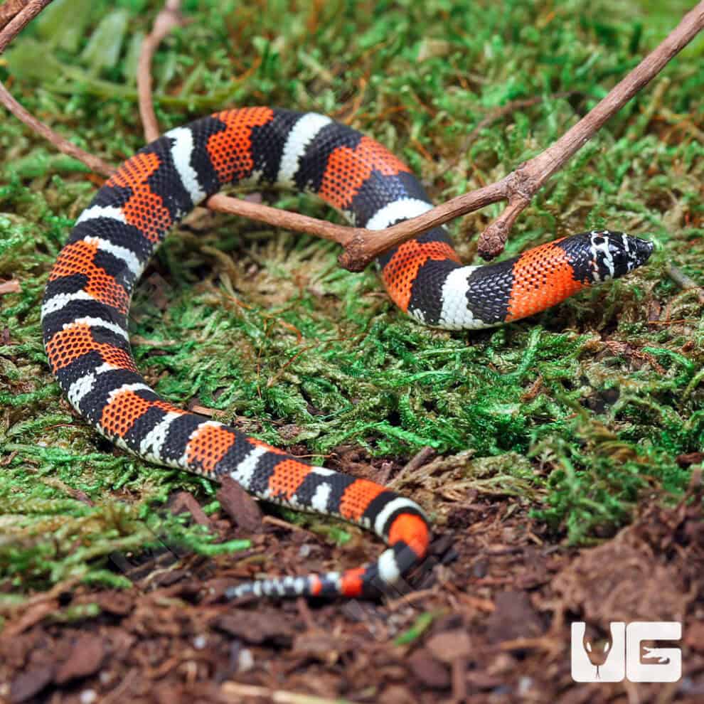 Baby Tricolor Hognose Snakes For Sale - Underground Reptiles