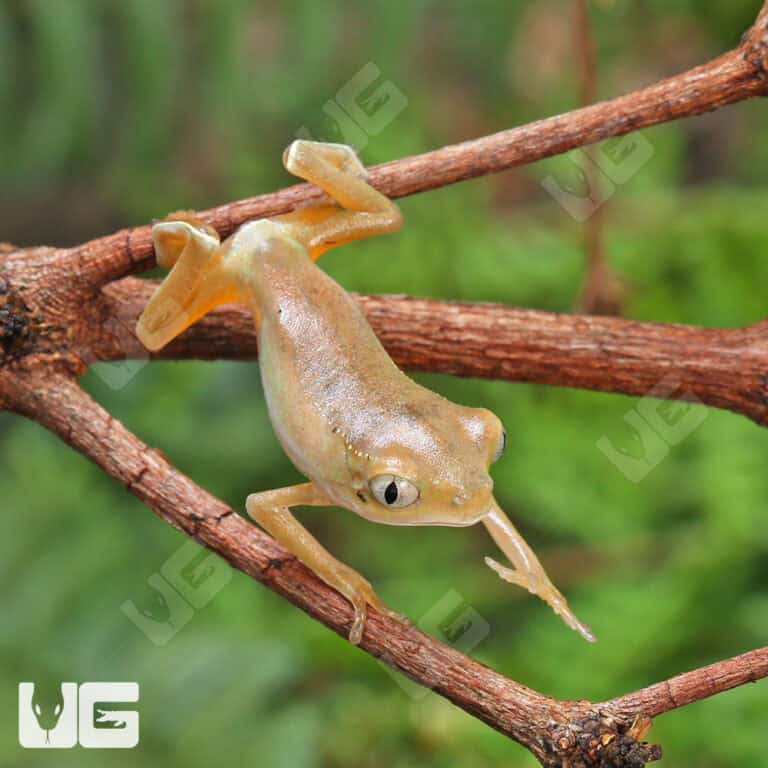 Baby White Lined Leaf Frogs For Sale - Underground Reptiles