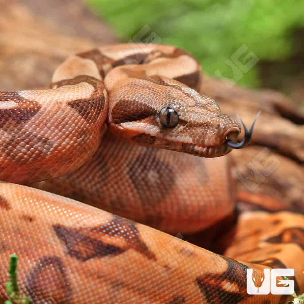 Blood 66% Het Sterling (Pos Jungle) Boa For Sale - Underground Reptiles