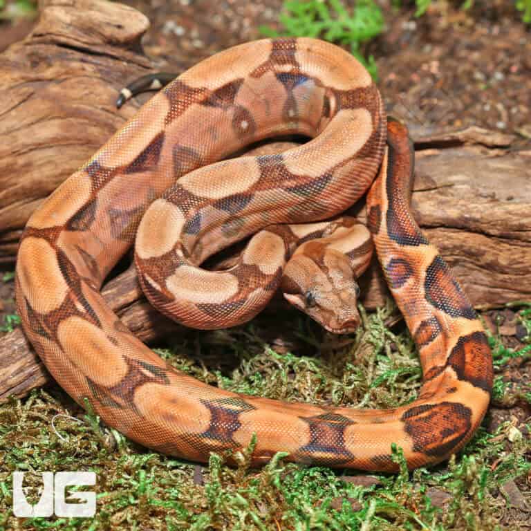 All Snakes For Sale - Underground Reptiles