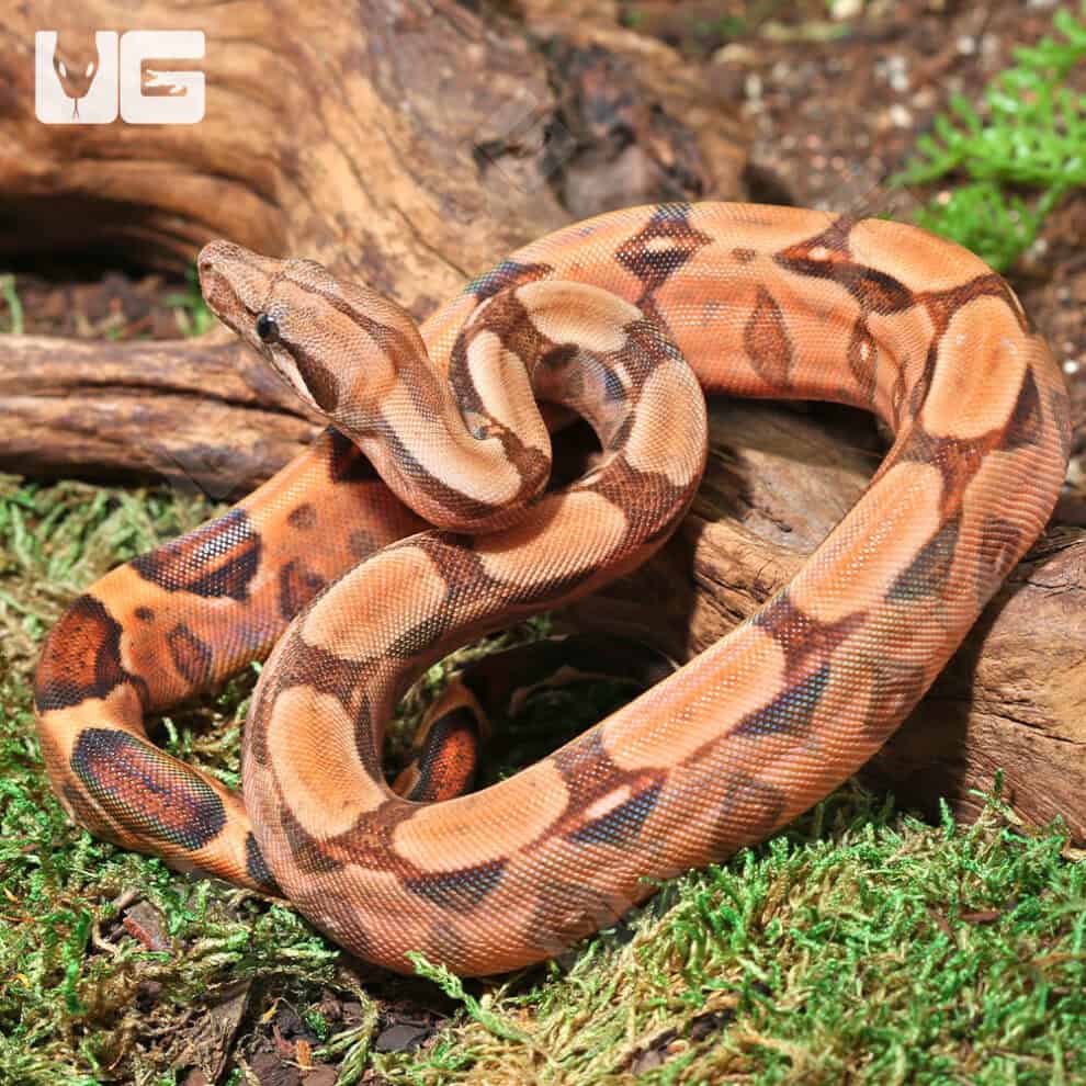 Blood 66% Het Sterling (Pos Jungle) Boa For Sale - Underground Reptiles