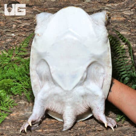 Hypo Asiatic Softshell Turtle Pairs for sale - Underground Reptiles