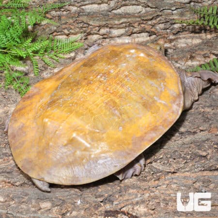 Hypo Asiatic Softshell Turtle Pairs for sale - Underground Reptiles
