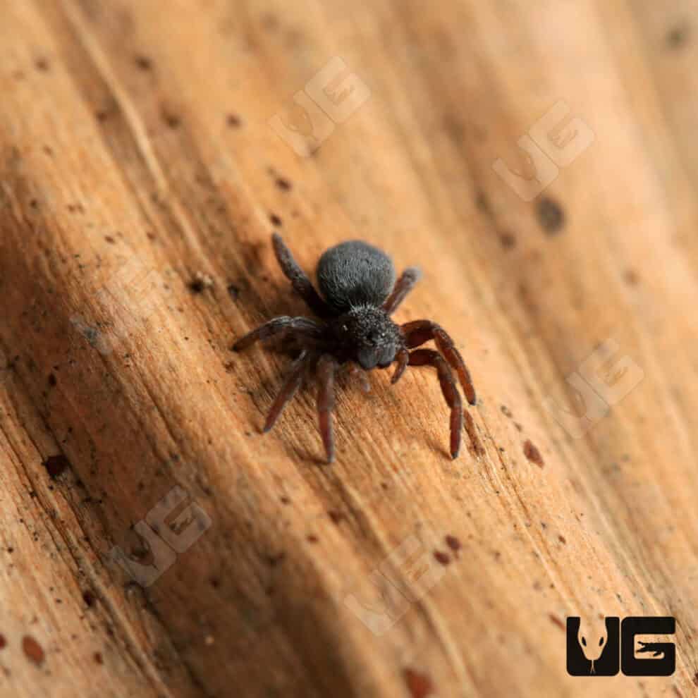 Italian Ladybird Spider (Eresus ruficapillus) For Sale - Underground ...