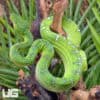 Emerald Tree Boas For Sale - Underground Reptiles