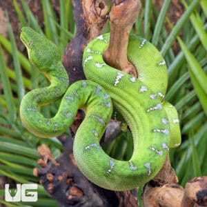 Emerald Tree Boas For Sale - Underground Reptiles