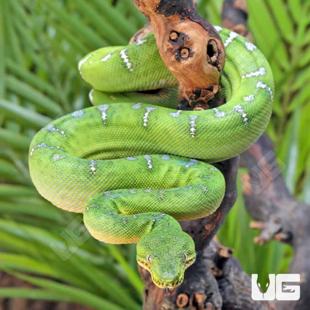 Emerald Tree Boas For Sale - Underground Reptiles