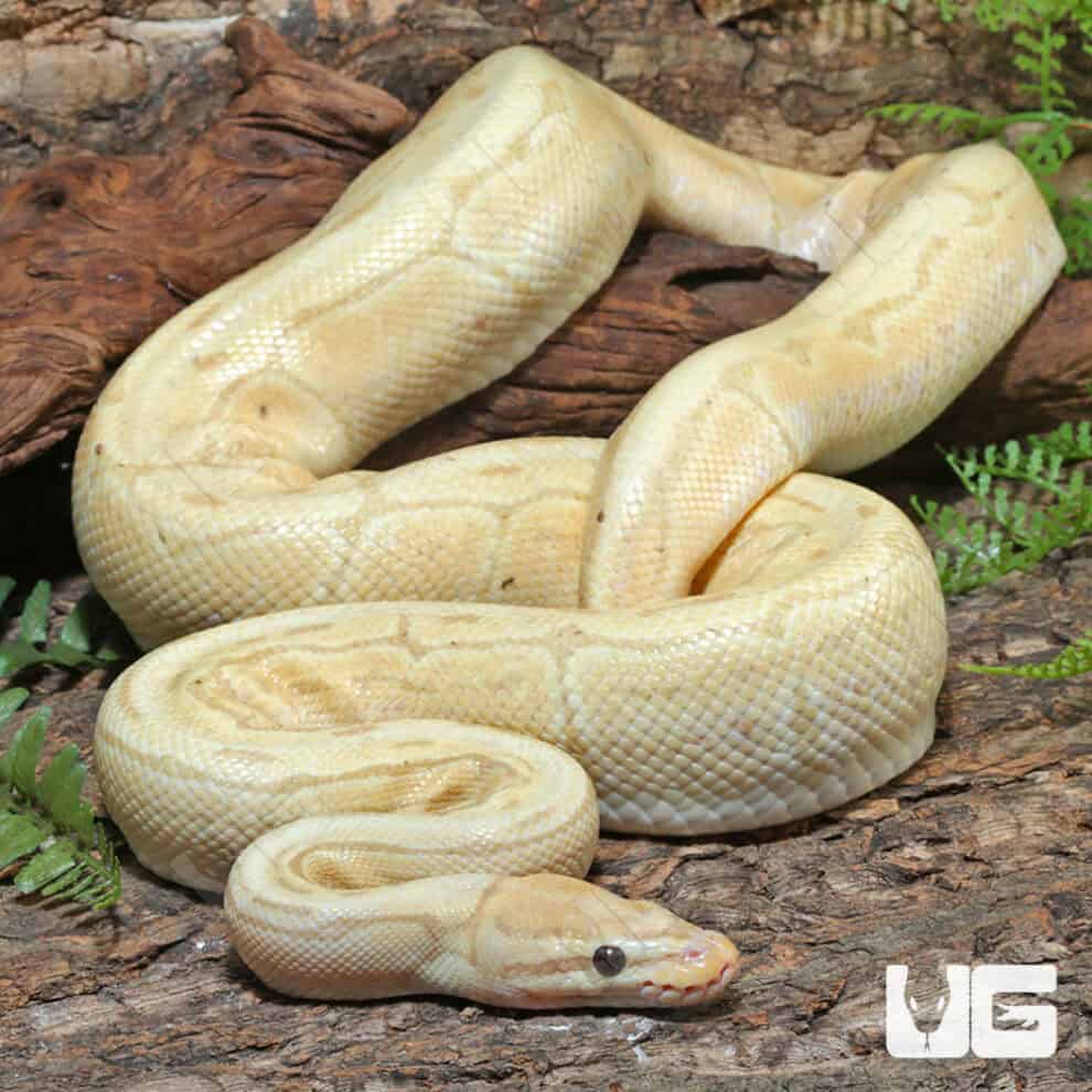 Banana Enchi Pinstripe Ball Python For Sale - Underground Reptiles