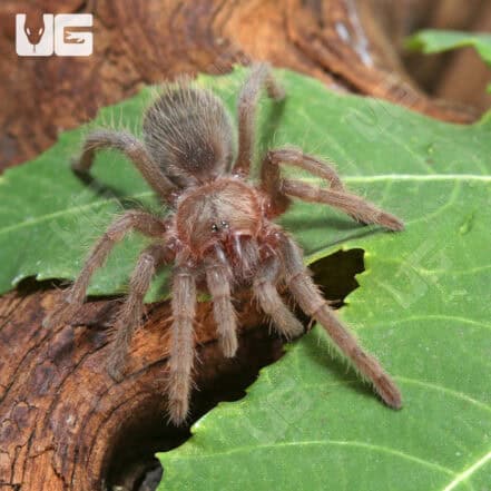 Mexican Rose Grey Tarantula (Brachypelma verdezi) For Sale ...