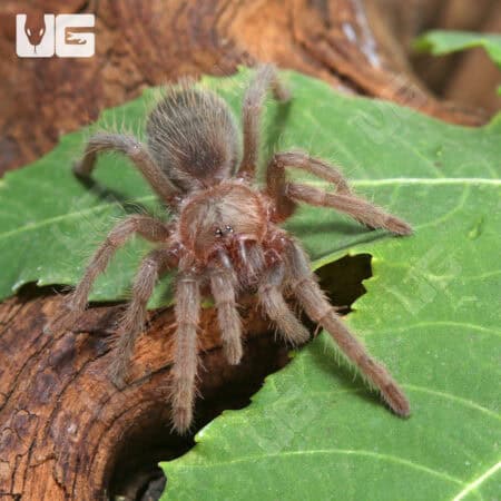 Mexican Rose Grey Tarantula (Brachypelma verdezi) For Sale ...