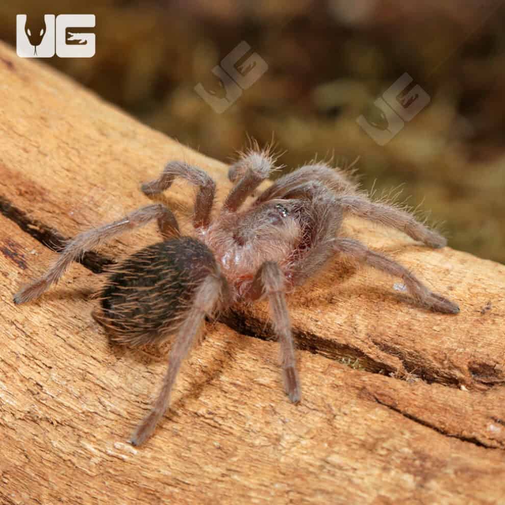 Mexican Rose Grey Tarantula (Brachypelma verdezi) For Sale ...